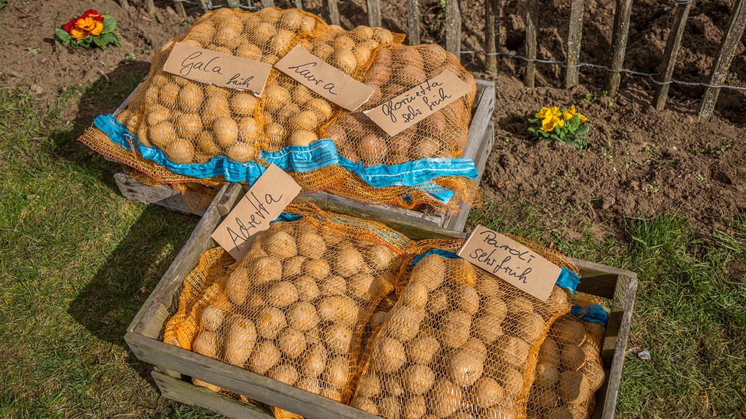 Kartoffeln pflanzen - im Beet und im Topf | NDR.de - Ratgeber - Garten ... Kartoffeln pflanzen - im Beet und im Topf | NDR.de - Ratgeber - Garten ...